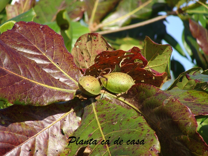 Planta cá de casa: Sete-copas