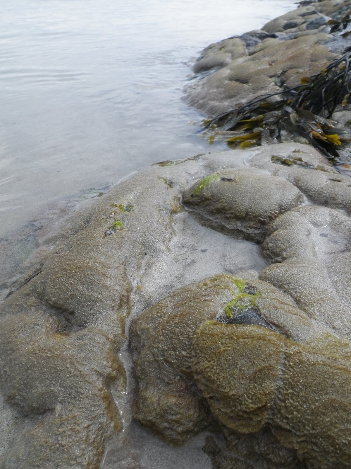 Rock Pooling: Rocky shore of Tiree- The Hebrides