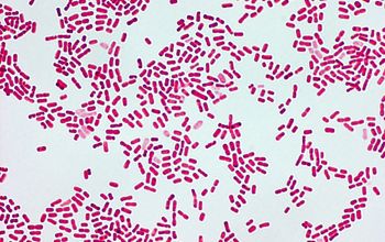 BACTERIOLOGIA: AEROBIOS