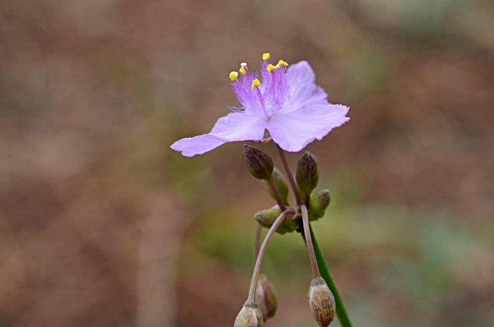 Space Coast Wildflowers: Wickham Park, May 13, 2013