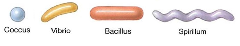 Perfect Knowledge: Monera Kingdom, Bacteria