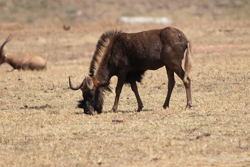 Foture: Valgesaba-gnuu, Connochaetes gnou