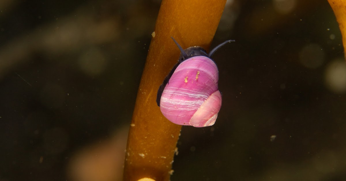 Variety of Life: Margarella