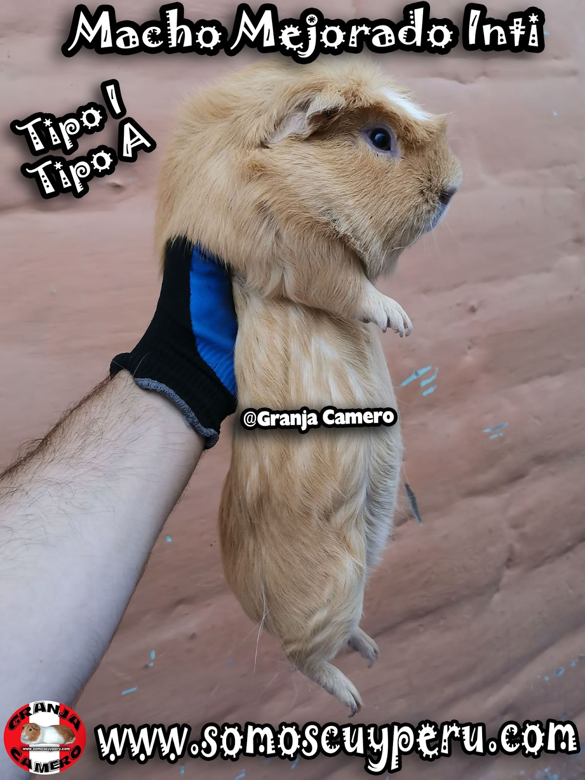 CUYES MEJORADOS LINEA INTI ~ SOMOS CUY PERU