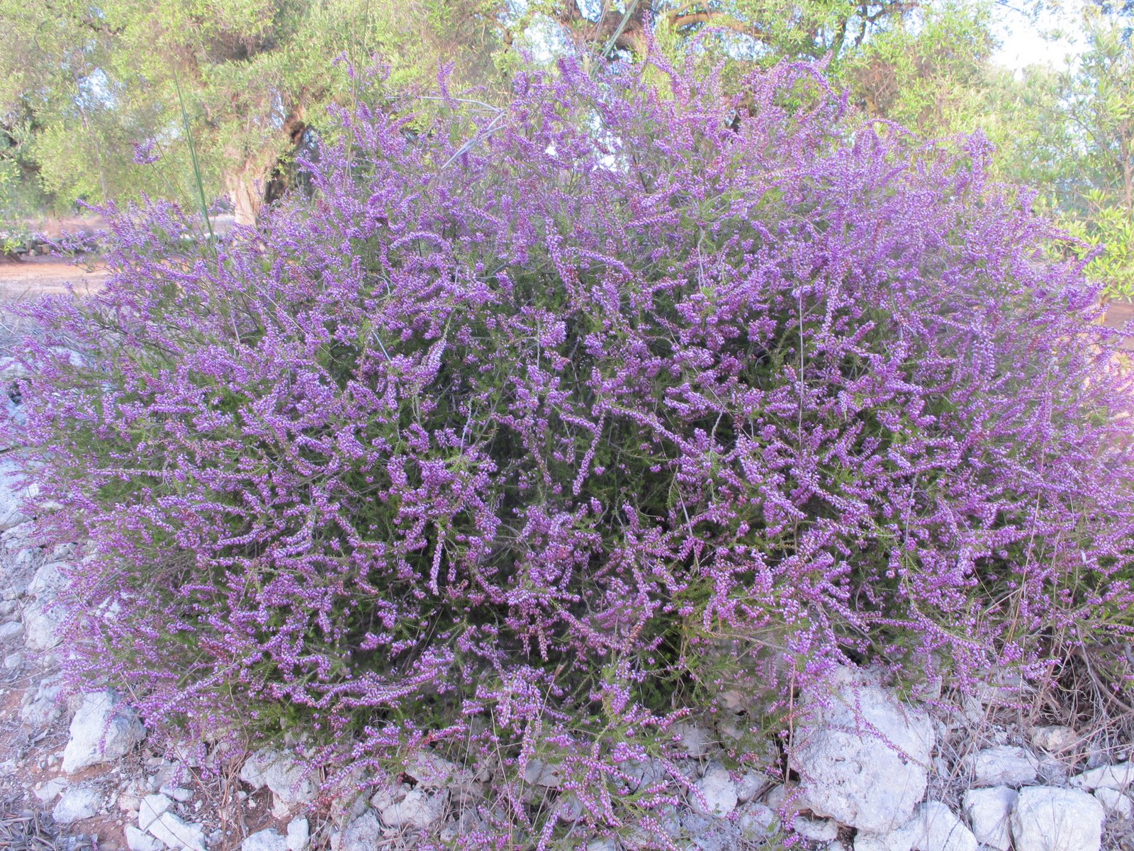 FLORA NEL SALENTO e.. anche altrove: Erica forskalii Vitm. = E ...