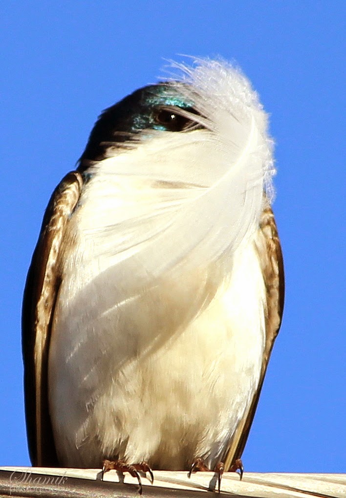 Shamik Photography ~ Devoted to the Natural Elements: Feathers For Our ...