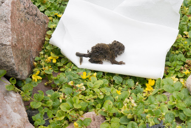 Baby squirrel rescued from drowning (12 pics) | Amazing Creatures