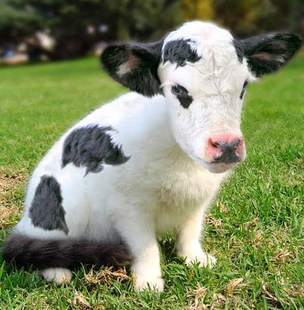 Baby Cow High Quality Wallpapers Free Download - Wallpapers Photosz