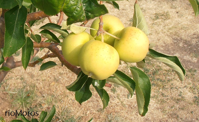 Pomo | Plantas rioMoros