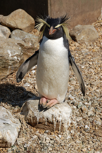 Celebrate Everything! 2013: Cheesy Penguins