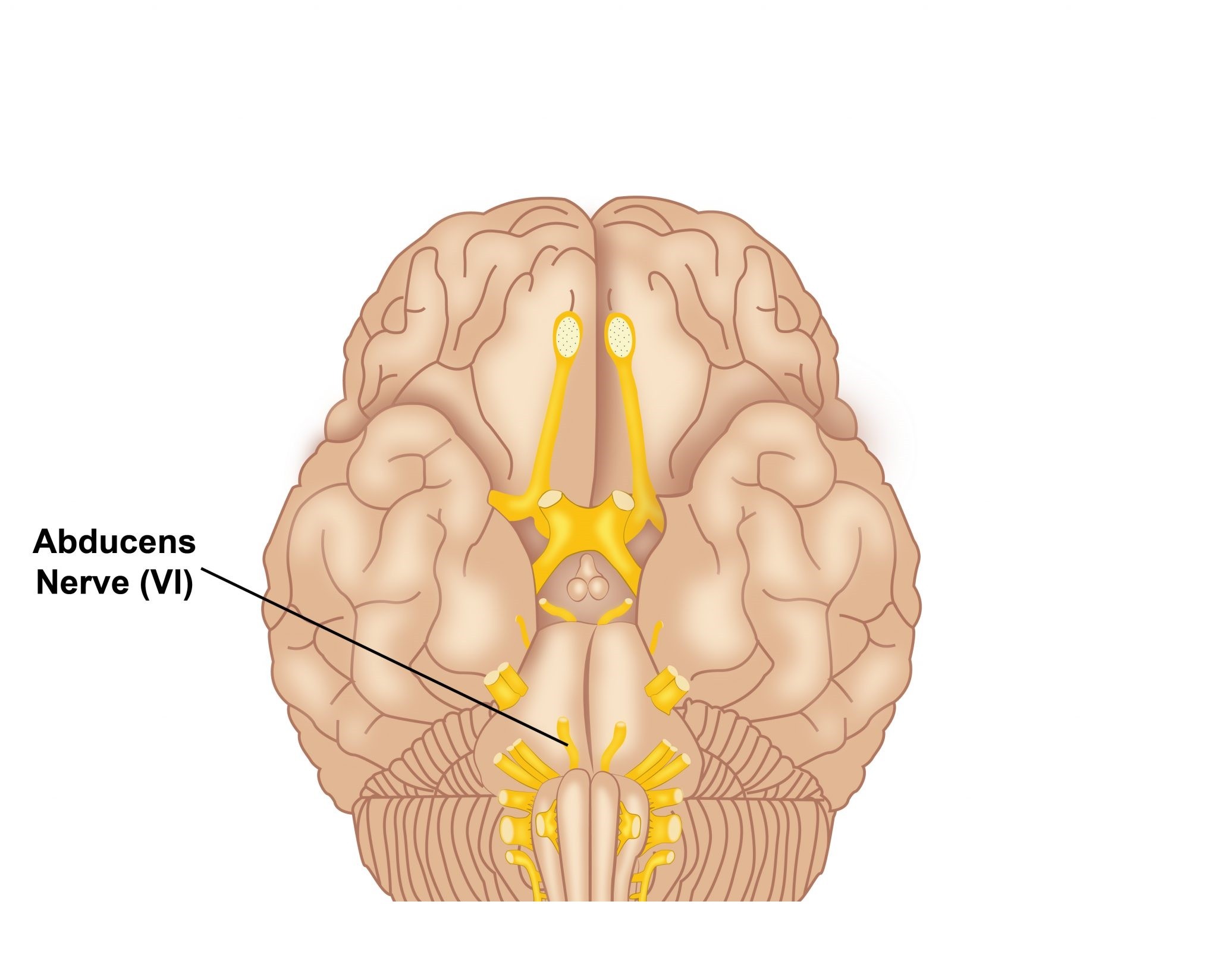 Estudio Fisioterapia: NERVIOS CRANEALES - DEFINICIÓN, ¿CUÁLES SON? Y ...