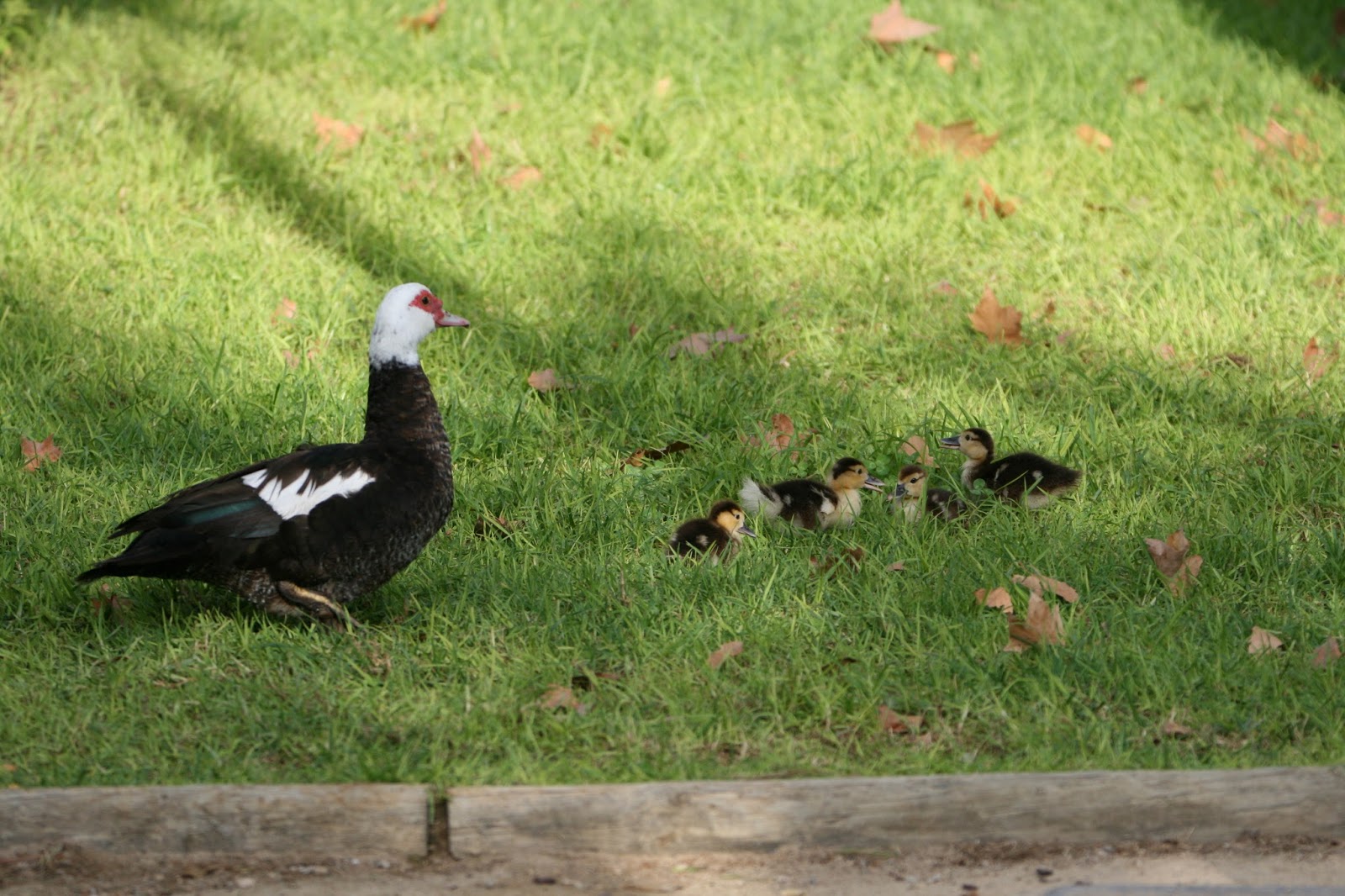 Pajaricos de Murcia: Cairina moschata - Pato criollo
