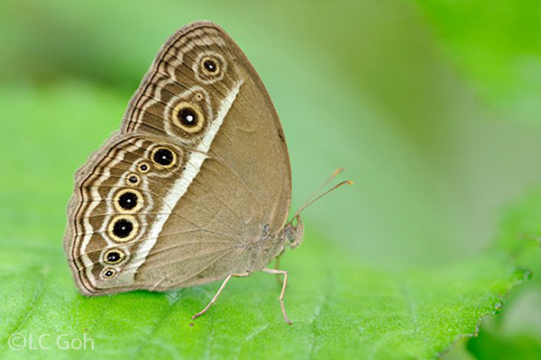 Butterflies of Singapore: Life History of the Dark Brand Bush Brown