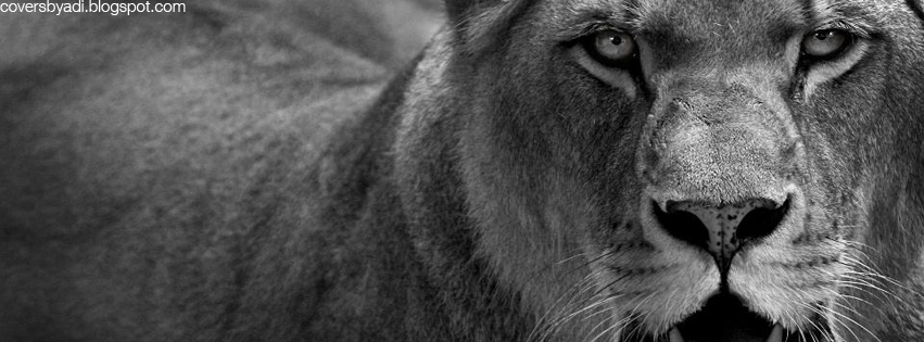 CoversByAdi: Lion Cover photo | FB Cover photos by Aditya