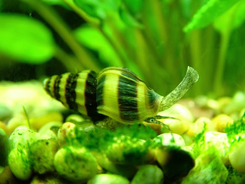 Cara membasmi keong hama di aquascape - Aquascape Pemula
