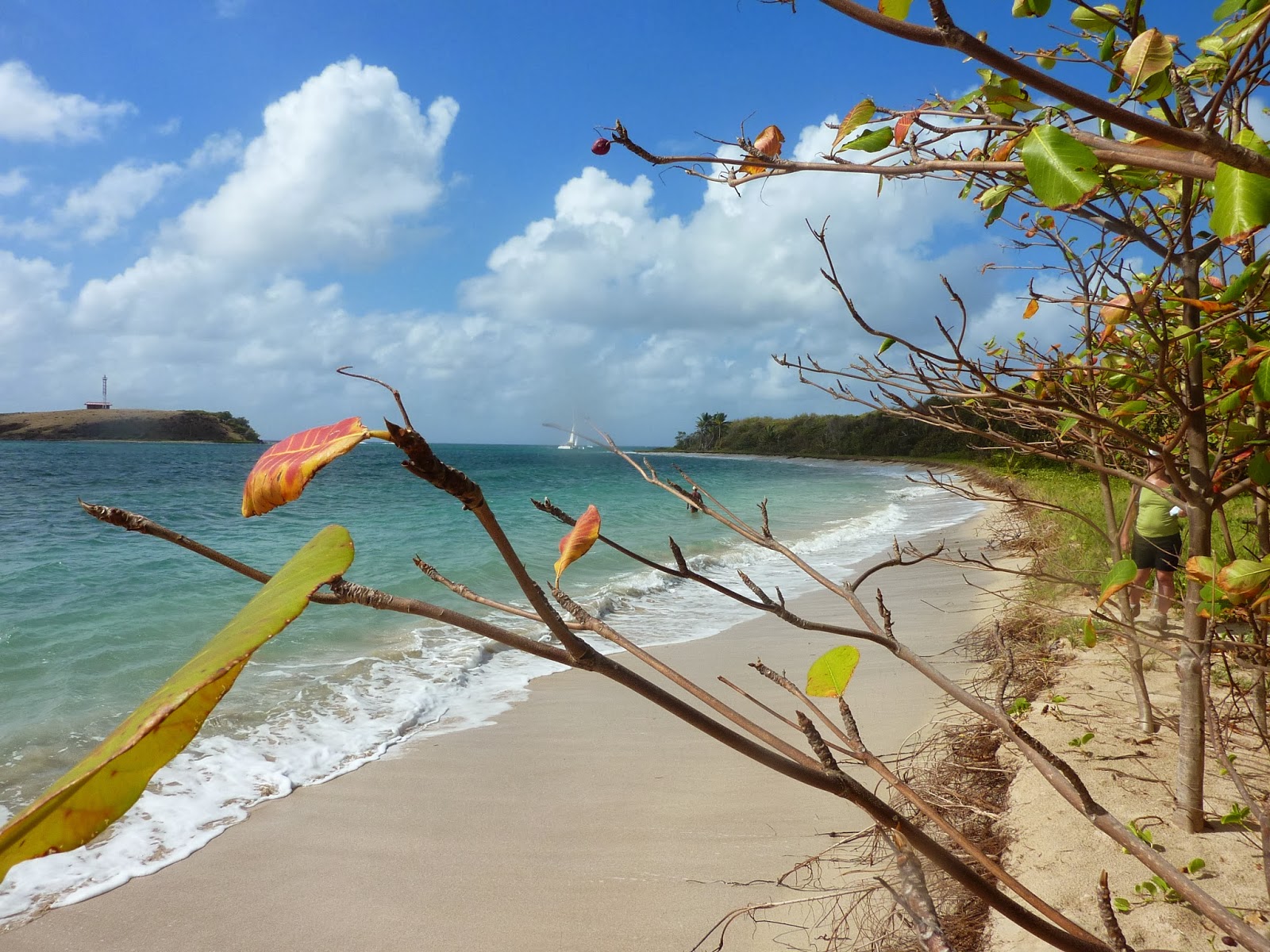 Destination Soleil..La MARTINIQUE : Des Salines à l'Anse Trabaud