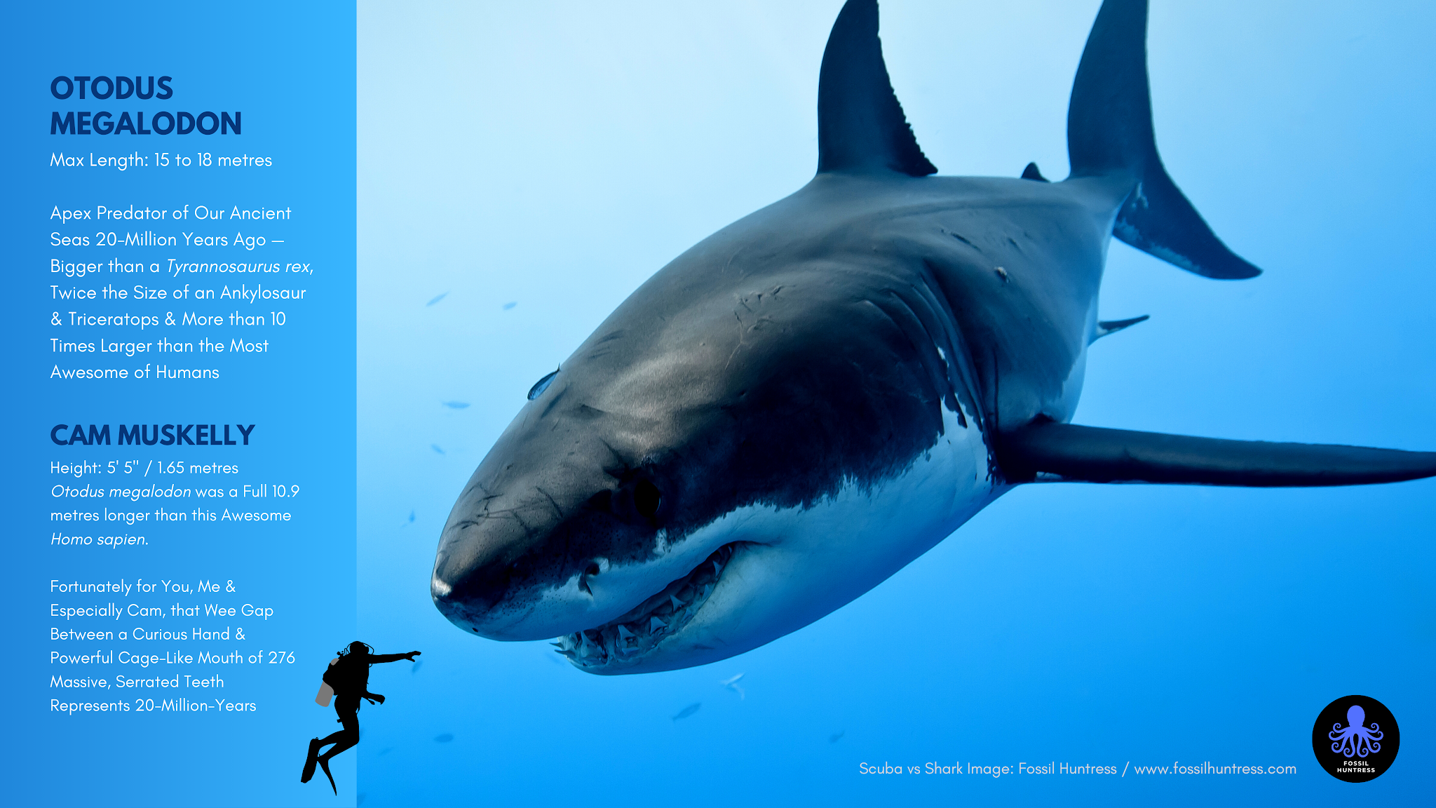 Predator X Vs Megalodon