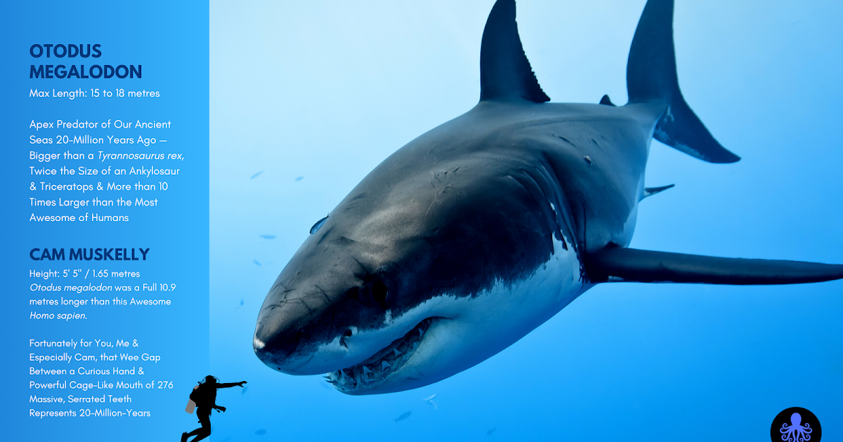 FOSSIL HUNTRESS: MEGALODON: APEX PREDATOR OF THE DEEP