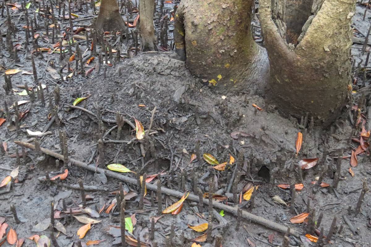 Queensland Coast: Water mouse (Xeromys myoides), a predator of crabs