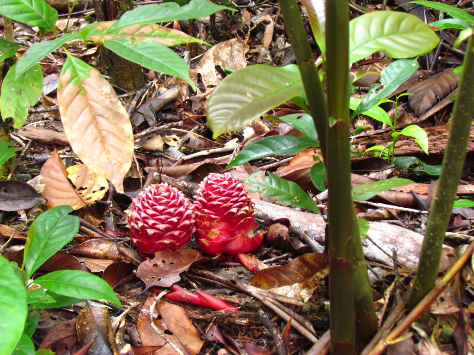 Travels with Kylie: Loving Pa Lungan, Bario, Malaysia