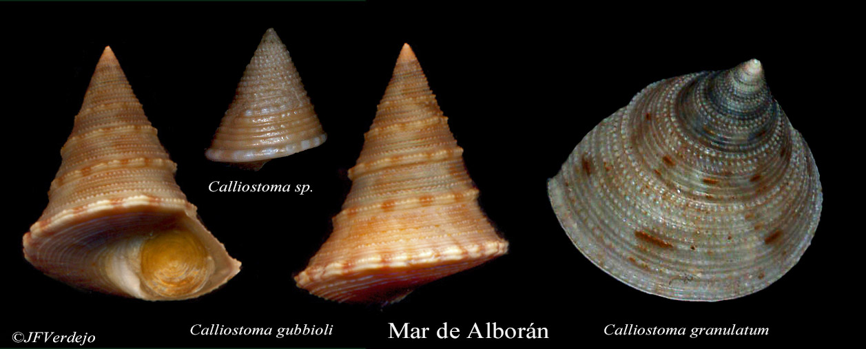 MALACOLOGÍA MEDITERRÁNEA