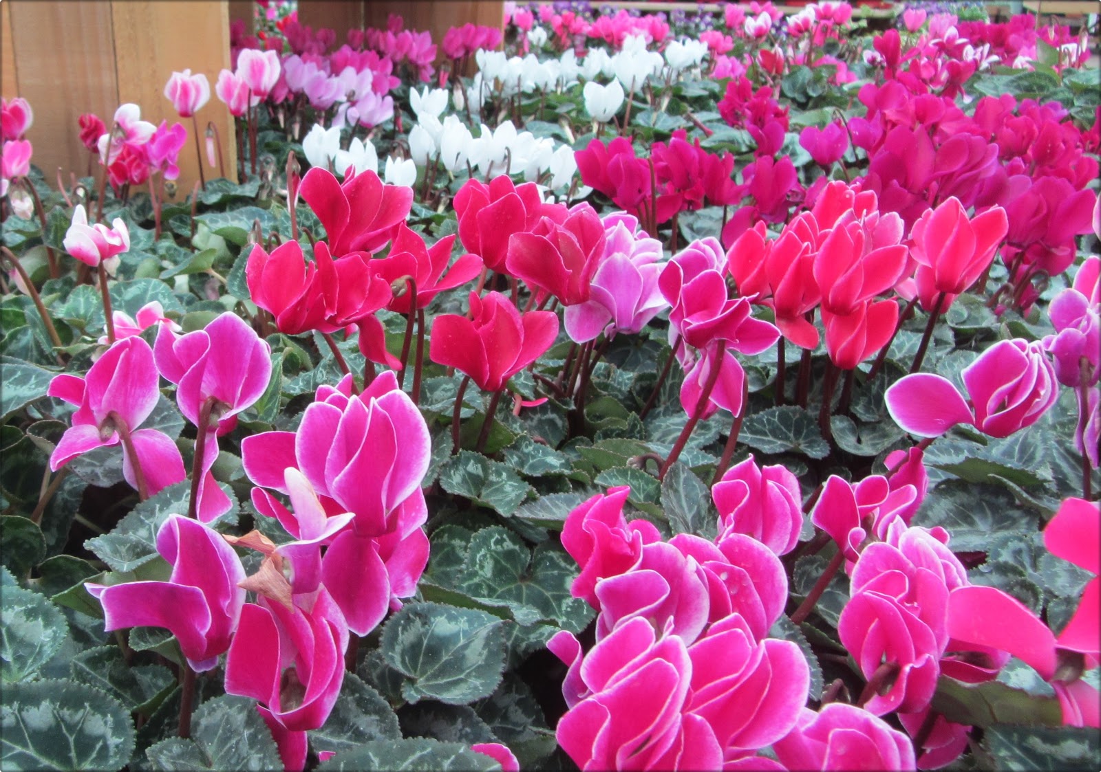 How to Grow and Care Cyclamen