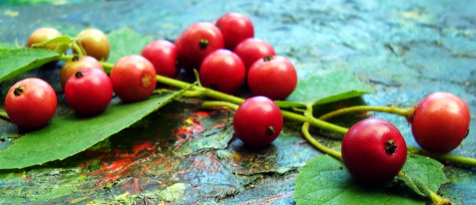 Living with Nature - School on Blog by Dr. Abercio V. Rotor: Aratiles ...