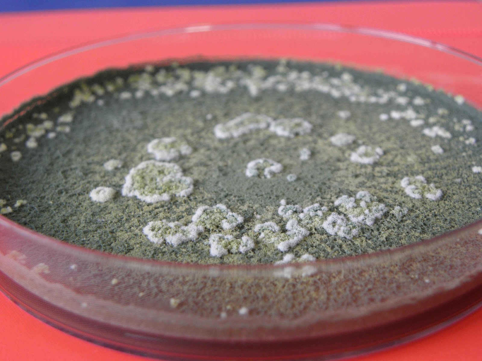 ATLAS MICOLOGIA: TRICHODERMA species