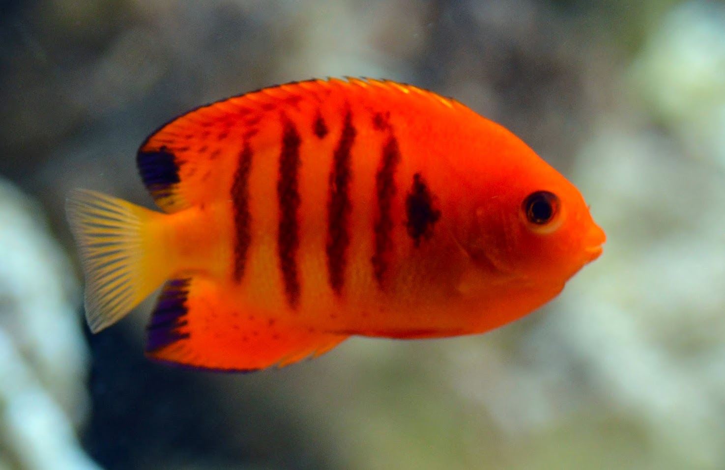 Top 15 Most Beautiful Fishes ~ Explore Amazing World