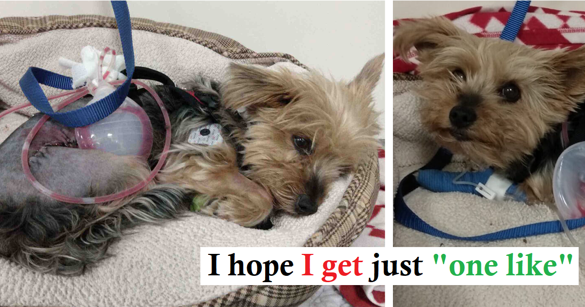 Hero Yorkie Fends Off Attacking Coyote To Save Her 10-Year-Old Owner