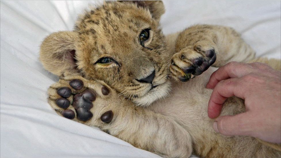 El leon bebé - Imagui
