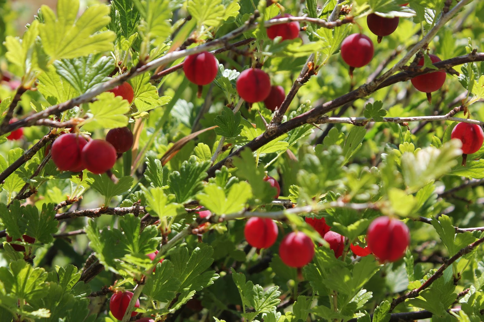 Kotona puutarhassa: Marjat ja kukat loistossaan