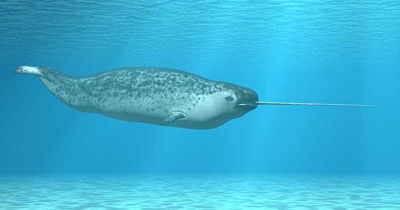 Animales: Animales: Narval