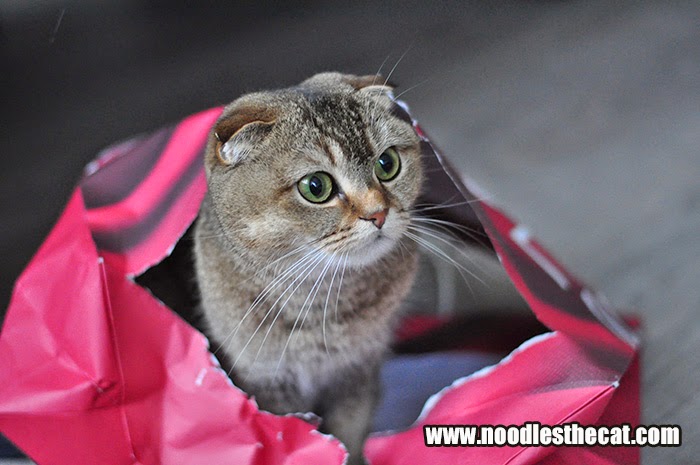 I IZ NOODLES THE CAT: 10 fun facts about Noodles!