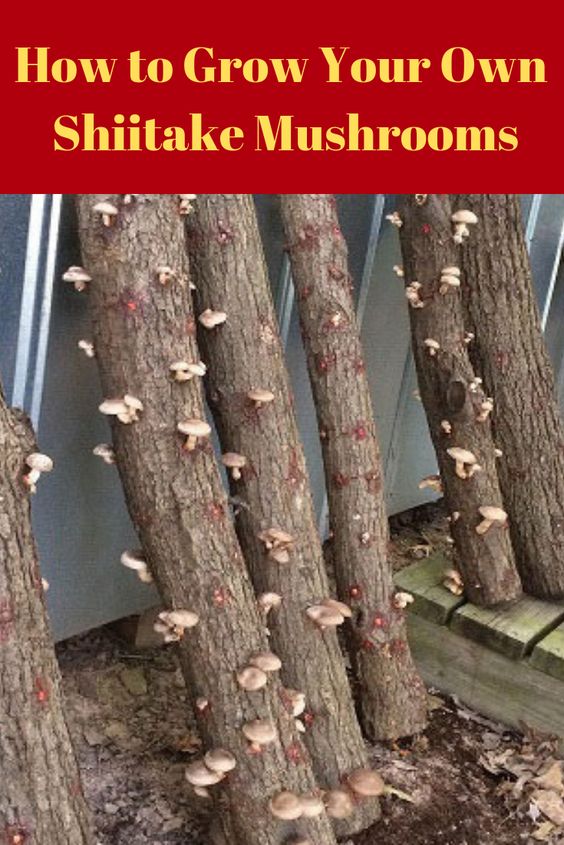 What You Need to Grow Shiitake Mushrooms - Organic Gardening