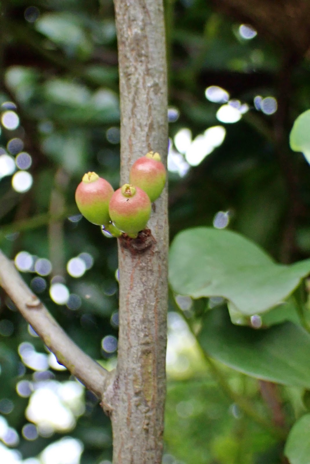 Dendrotrophe varians (Blume) Miq. 寄生藤