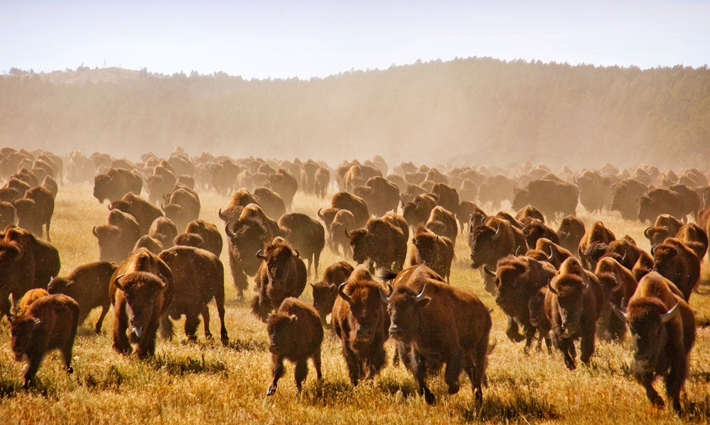 Vagabond Moon: April 4 -I Buffalo and Wolves