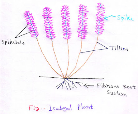 Isabgol Crop Improvement