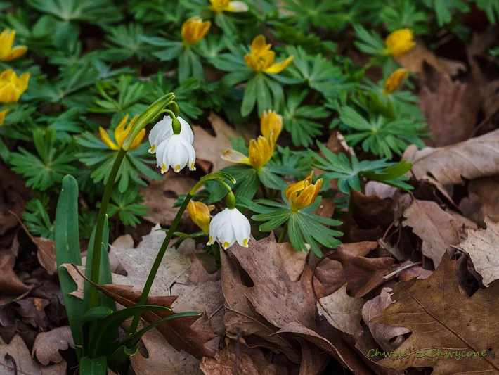 Chwile zaChwycone: Rannik zimowy (Eranthis hyemalis)