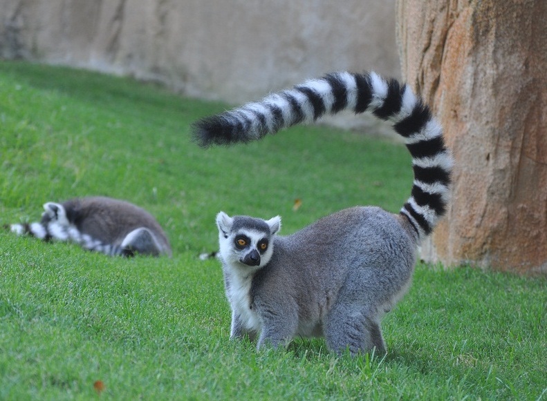 ZOOTOGRAFIANDO (MI COLECCIÓN DE FOTOS DE ANIMALES): LÉMUR DE COLA ...