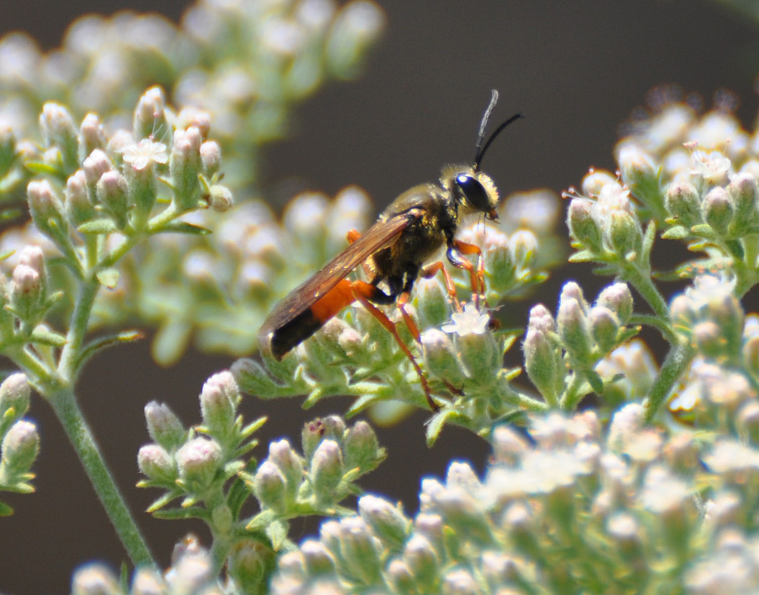 Mother Nature's Backyard - A Water-wise Garden: Thread-waisted Wasps ...