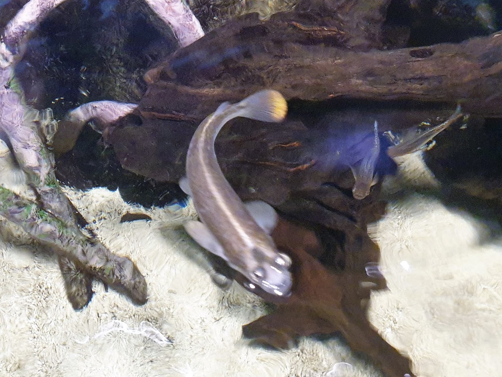 The Anableps has two eyes in each eyeball