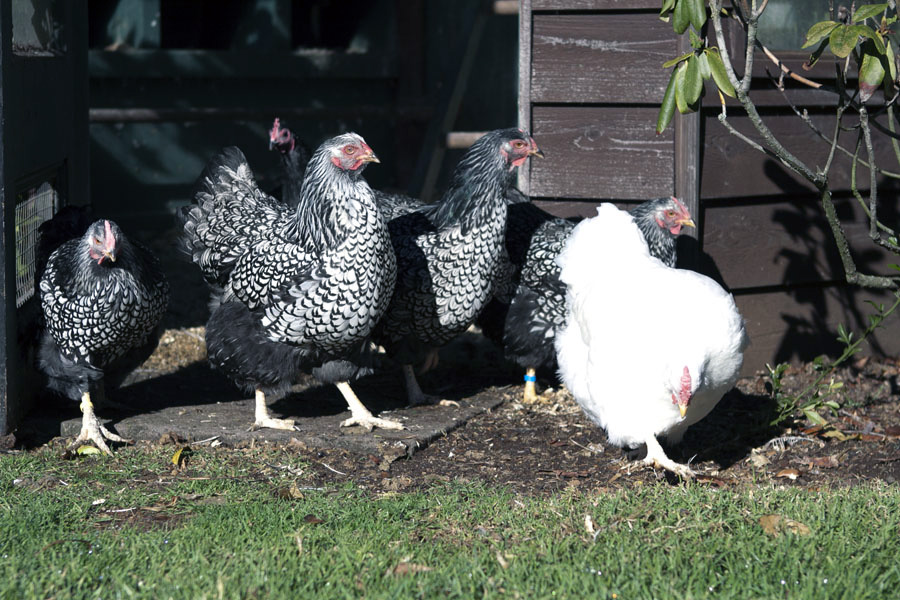 simmer & boyle: Champagne and Sparkles in the Southern Highlands