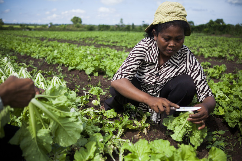 Khmer Vegetable: Cambodian People in Farm
