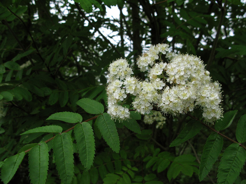 Flores y Palabras: Serbal silvestre