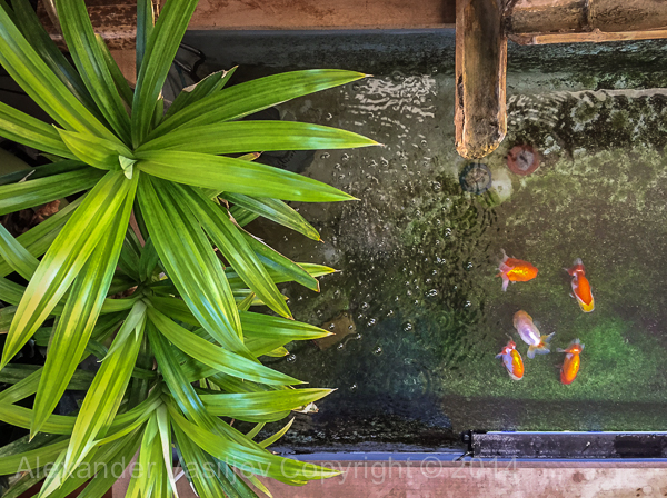 HIGH RANCHU: UPDATE ON PANDANUS PLANTS