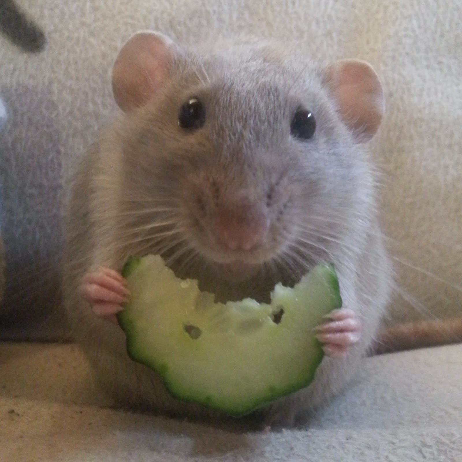 PiggieLuv: Look out, it's the cutest ratty in the world!