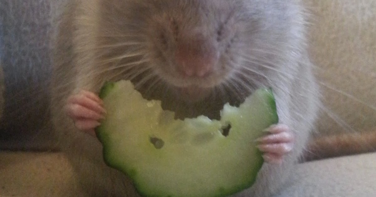 PiggieLuv: Look out, it's the cutest ratty in the world!