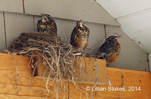 STOKES BIRDING BLOG: Fledgling Birds! What you should know.