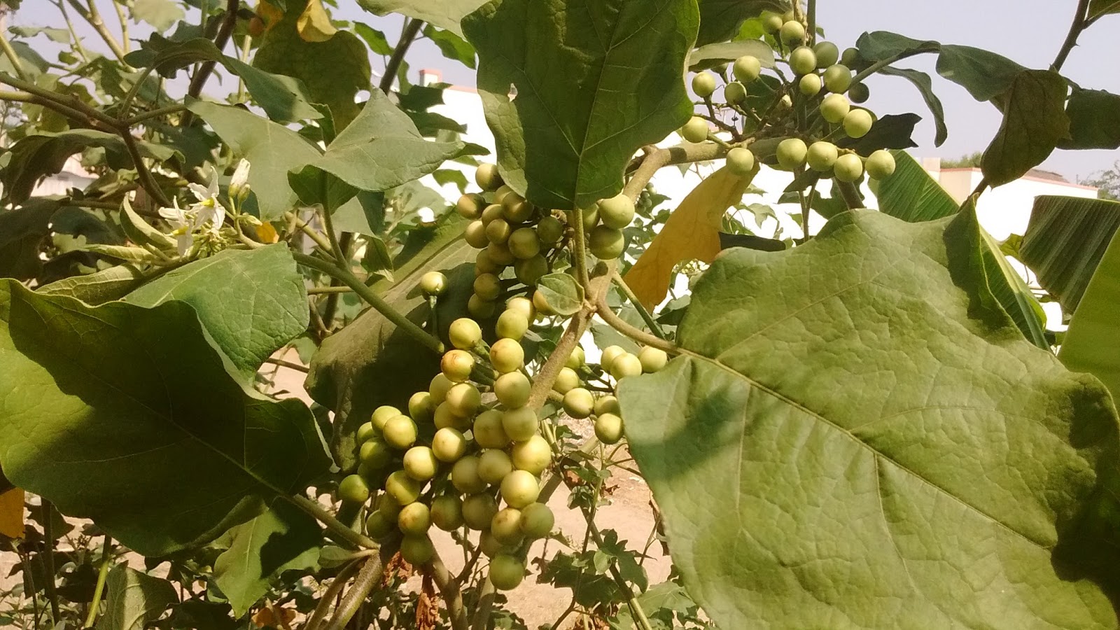 love, fresh air and sunshine: Sundaikkai (Turkey Berry)